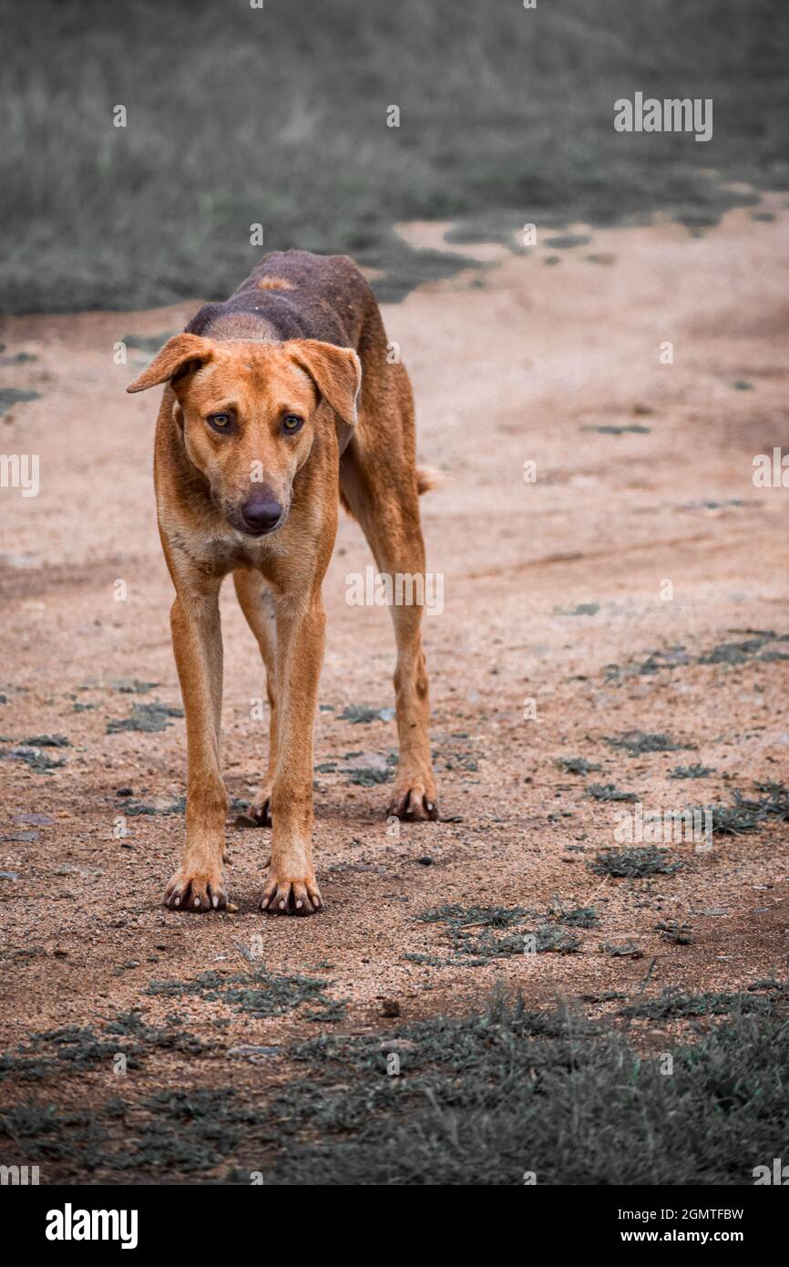 Indian street dogs hi-res stock photography and images - Alamy