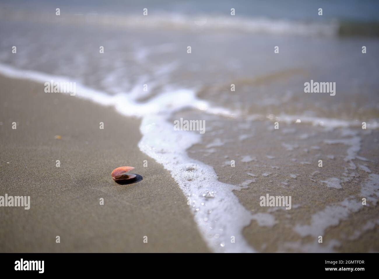 Seashell on the Beach Stock Photo - Alamy