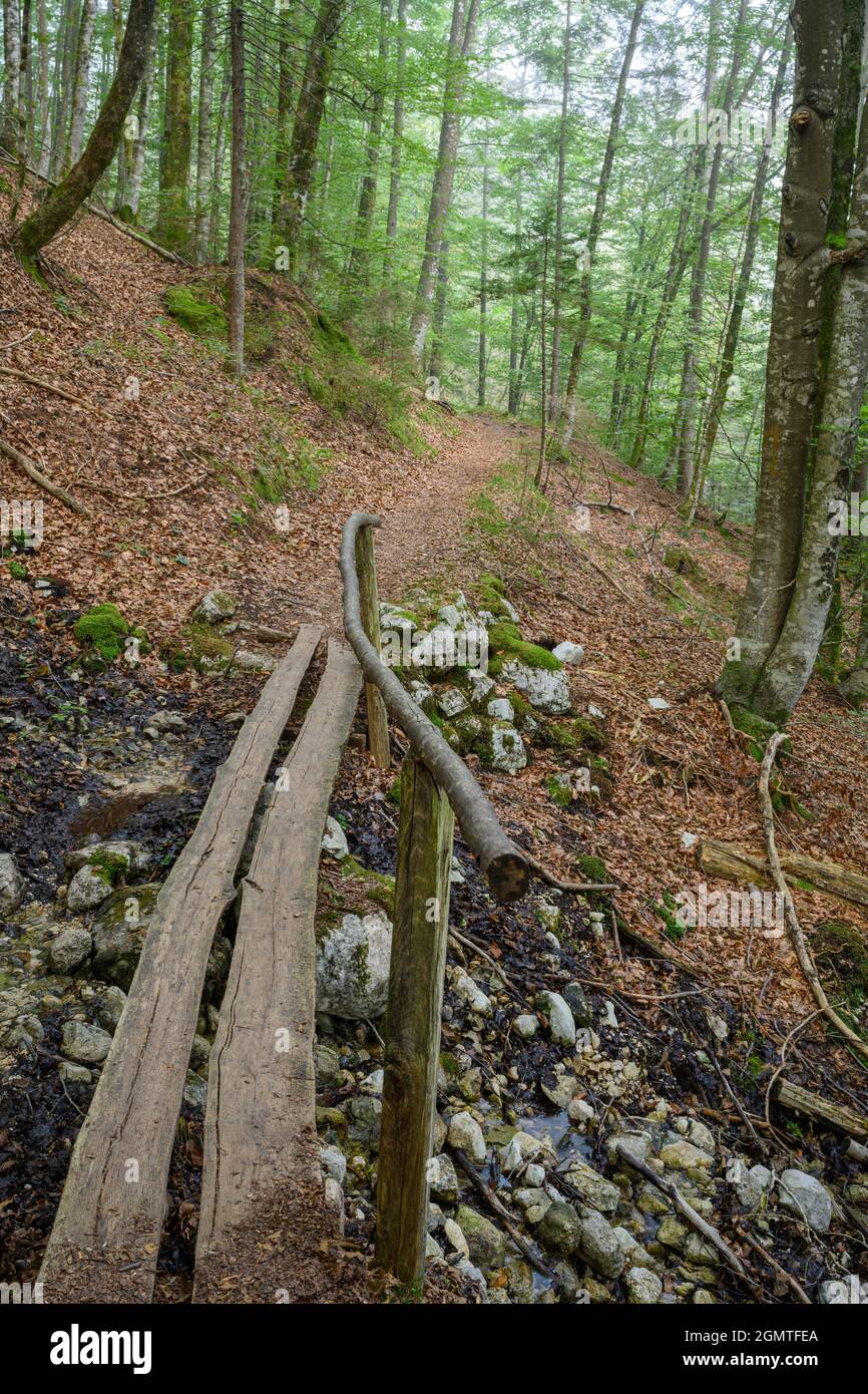 Forest path in the mist Stock Photo - Alamy