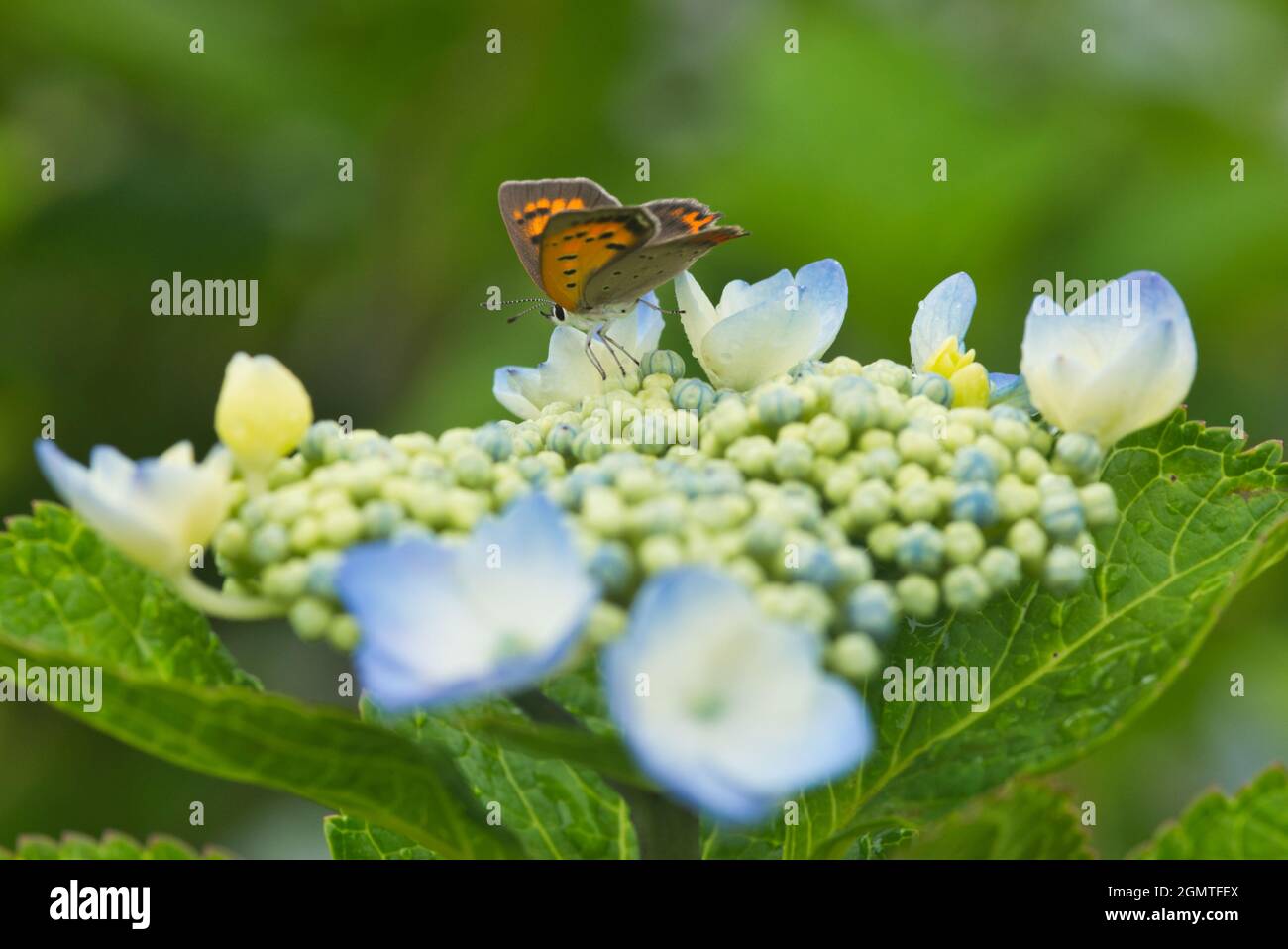 Small Copper and Hydrangea Stock Photo - Alamy