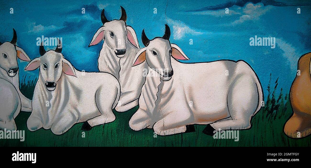 Indian cow and calf hi-res stock photography and images - Alamy