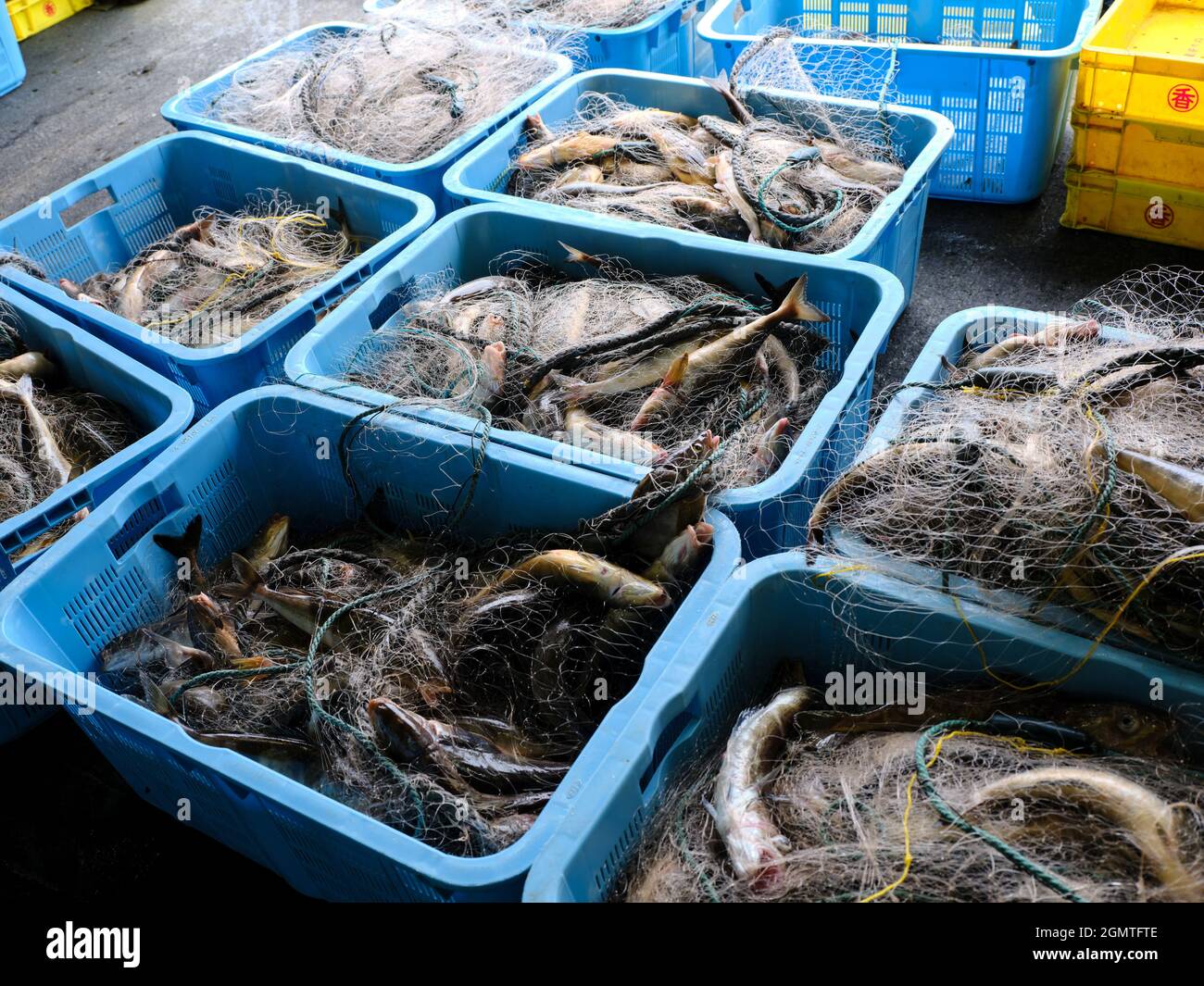 Atka Mackerel Fishing Stock Photo - Alamy