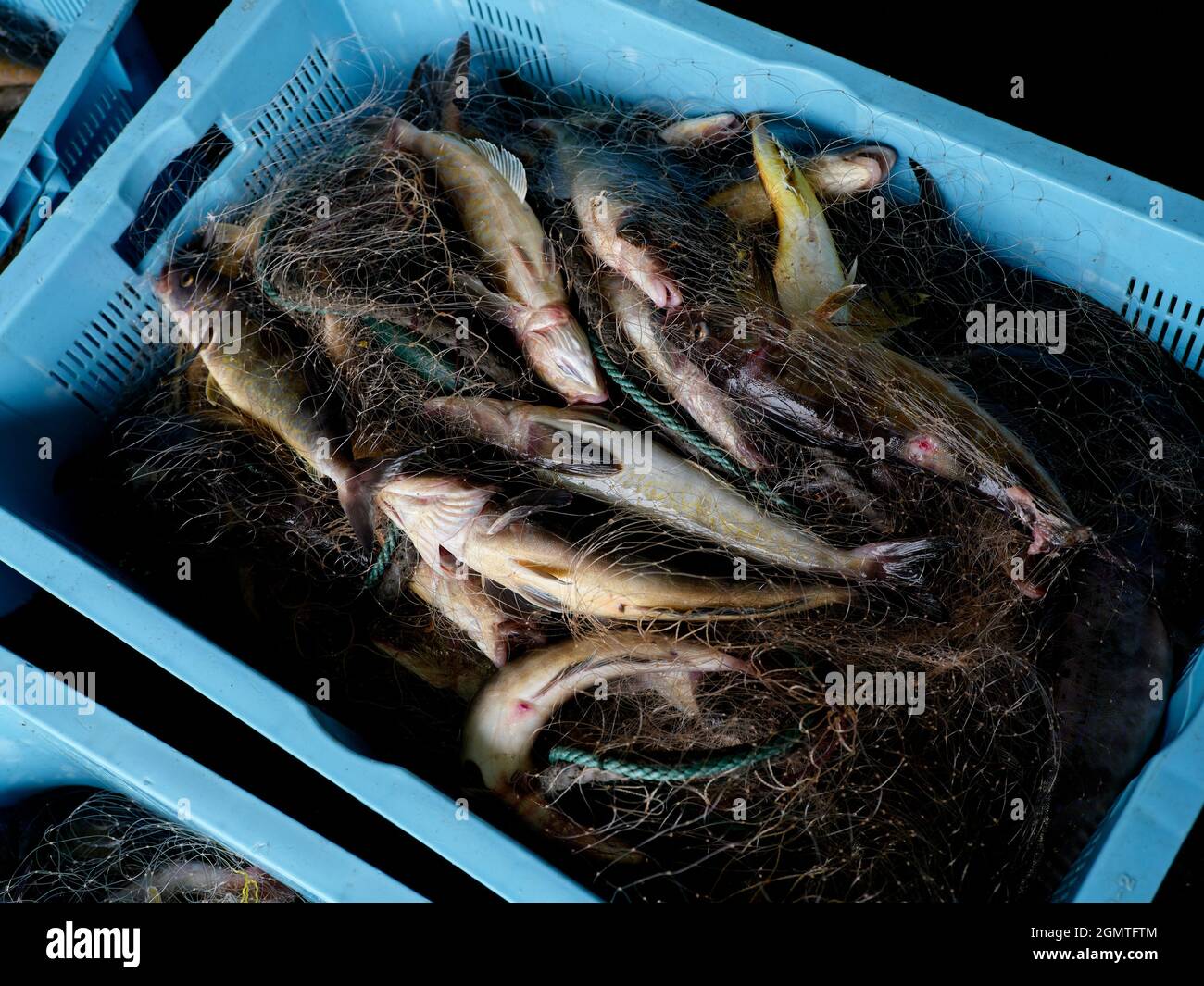 Atka mackerel hi-res stock photography and images - Alamy