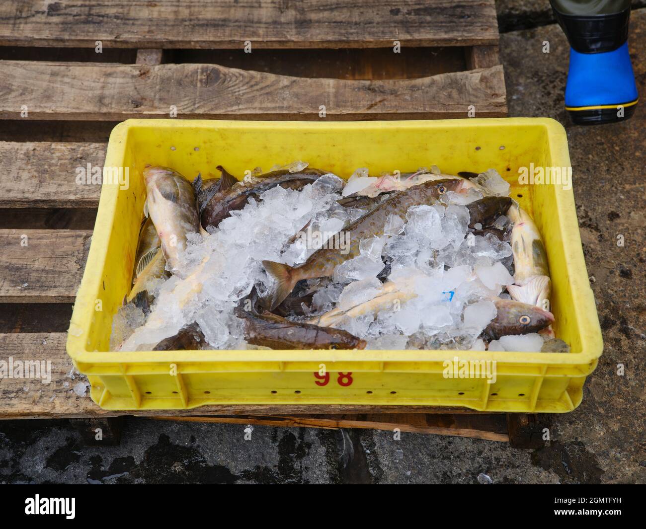Atka mackerel hi-res stock photography and images - Alamy