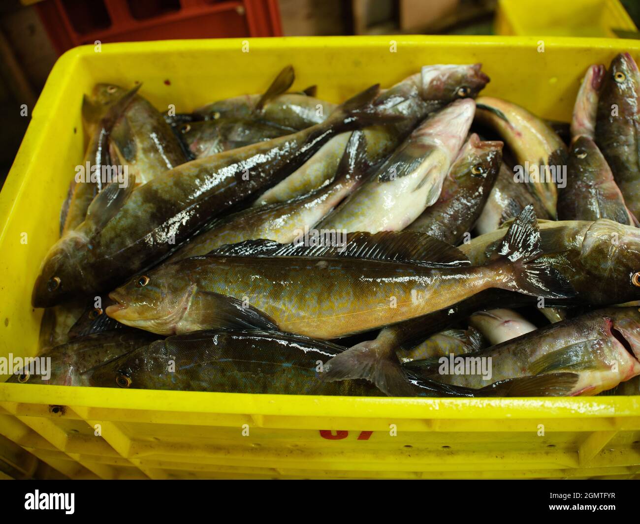 Atka mackerel hi-res stock photography and images - Alamy