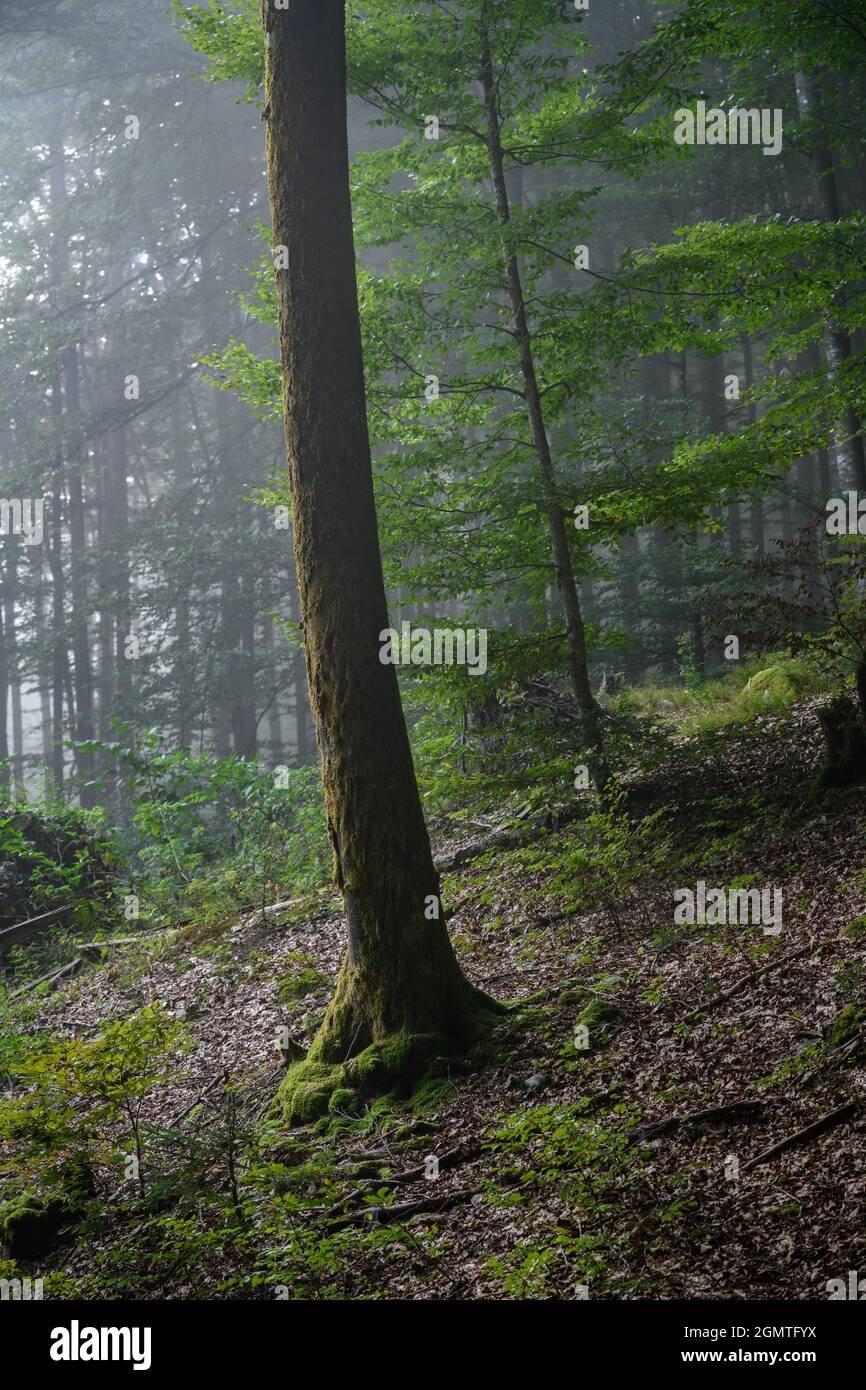 Forest path in the mist Stock Photo - Alamy