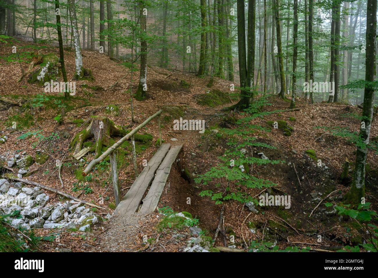 Forest path in the mist Stock Photo - Alamy