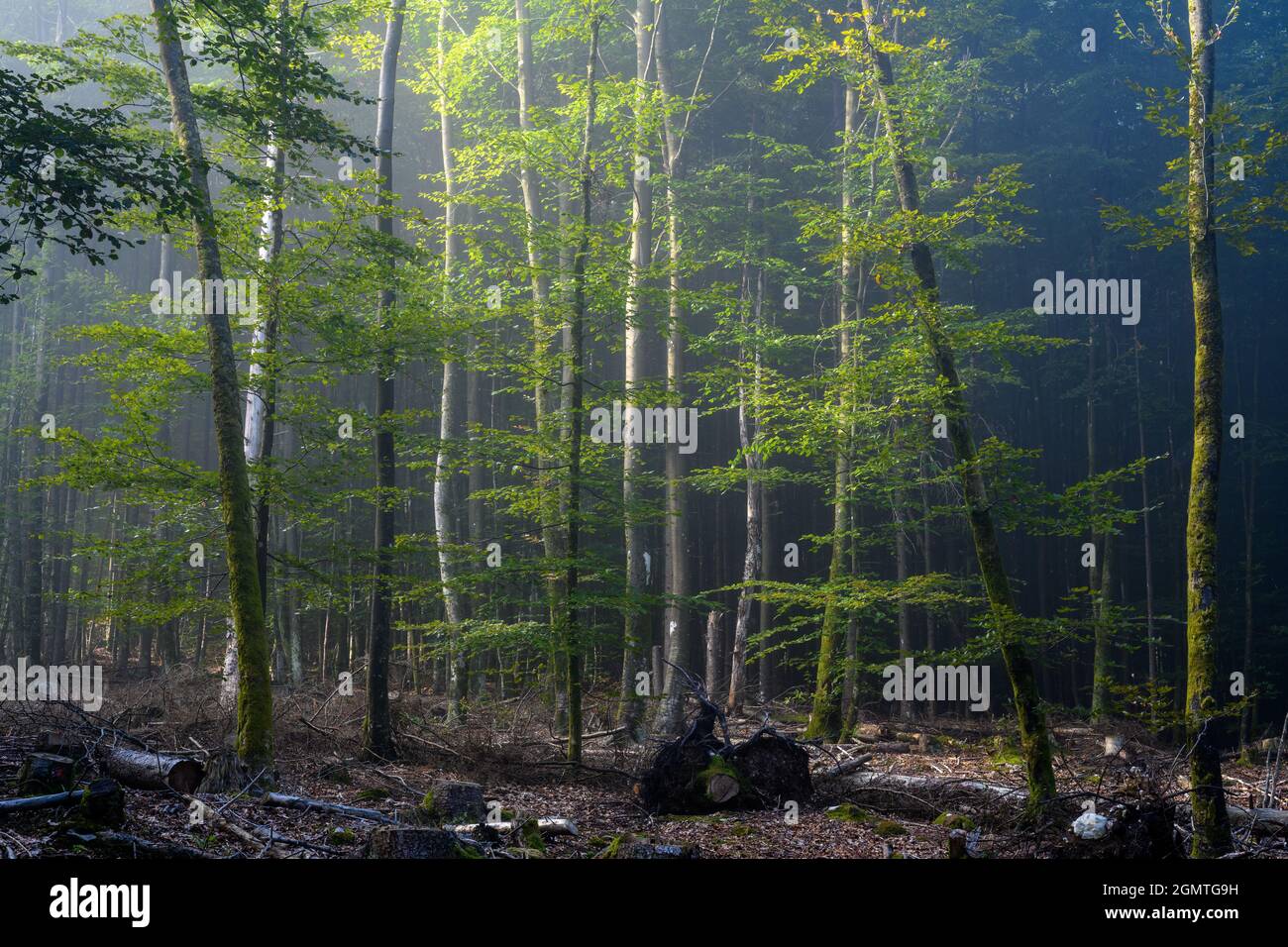 Forest path in the mist Stock Photo - Alamy
