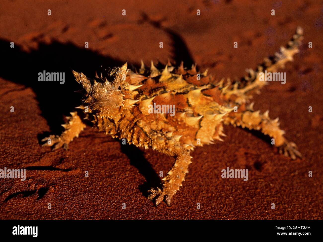 Oceania australia australian animal animals hi-res stock photography ...