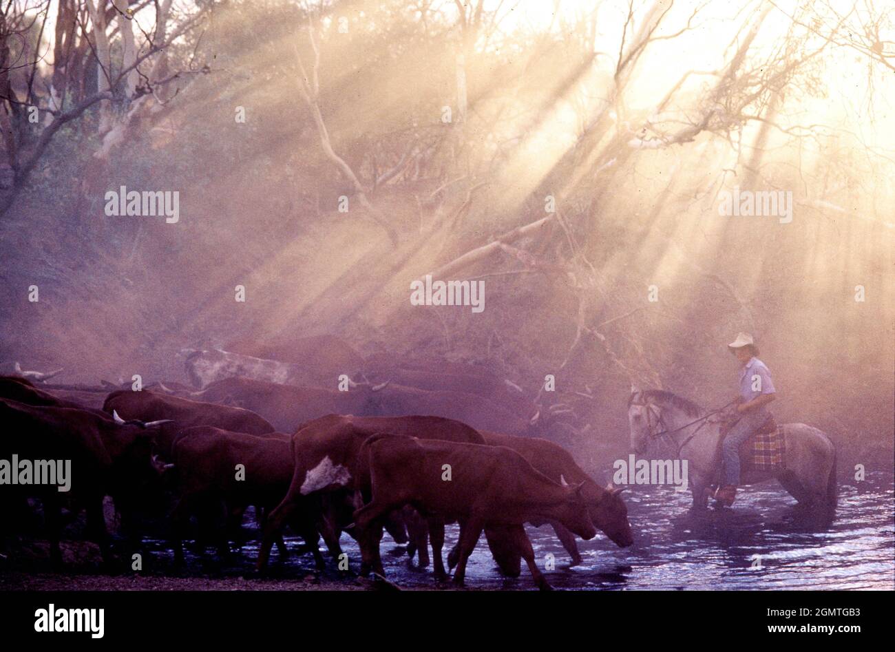Cattle farmer australia hi-res stock photography and images - Alamy