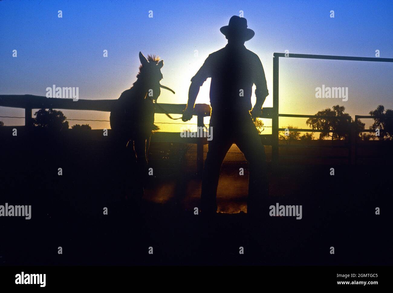 Australian outback cattle cowboy hi-res stock photography and images ...