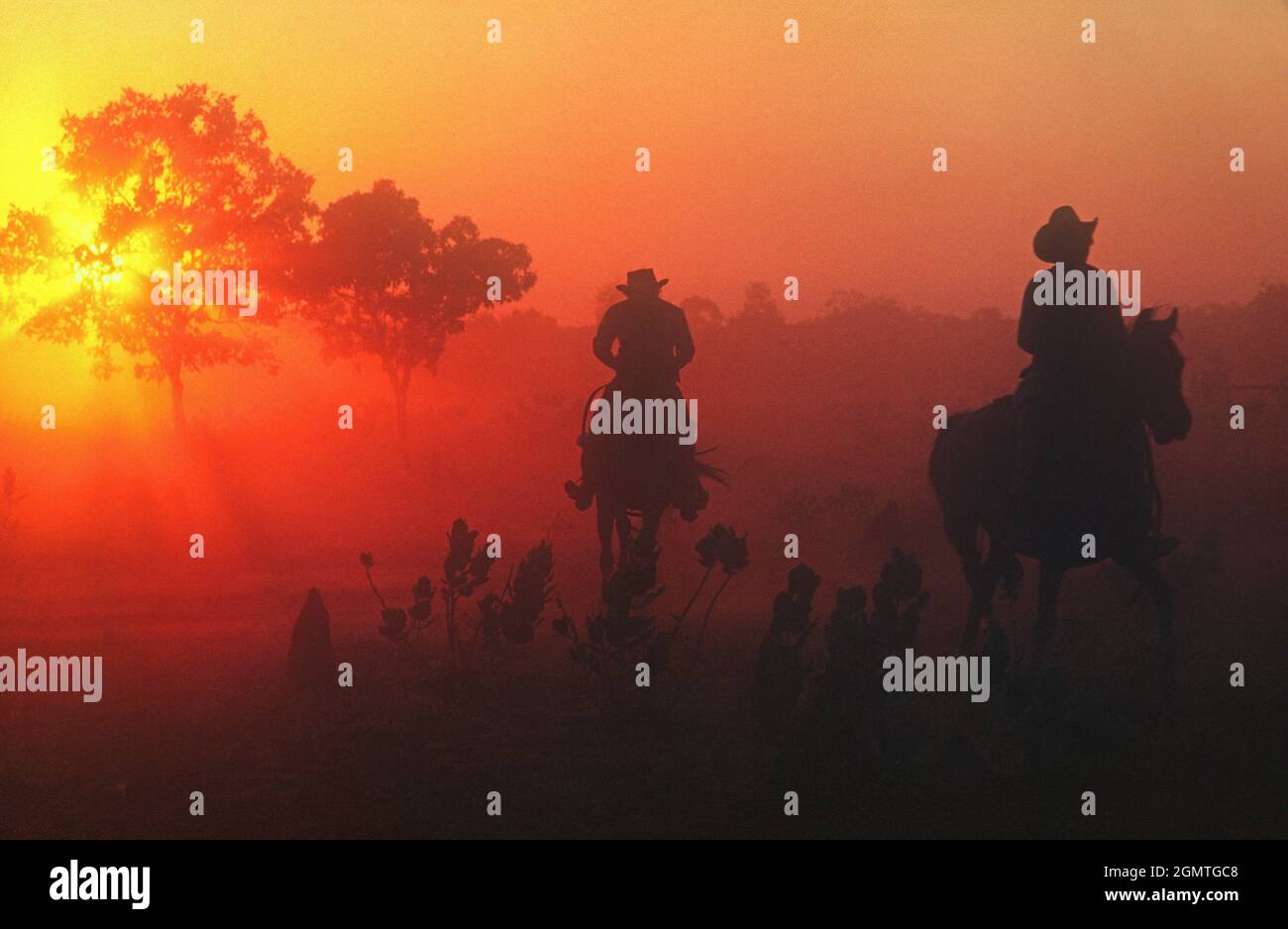 Australia horse cattle muster hi-res stock photography and images - Alamy