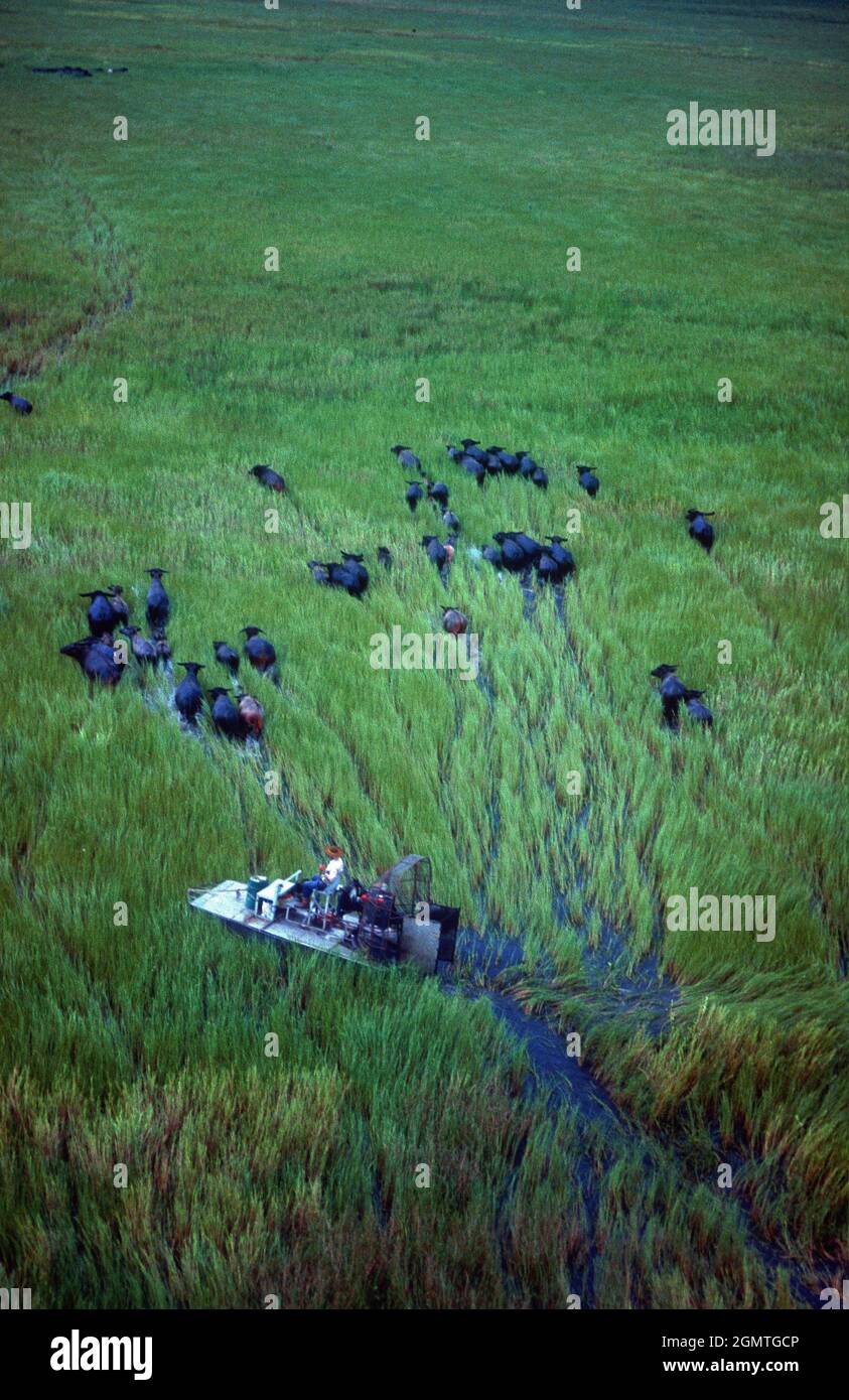 Airboats hi-res stock photography and images - Alamy