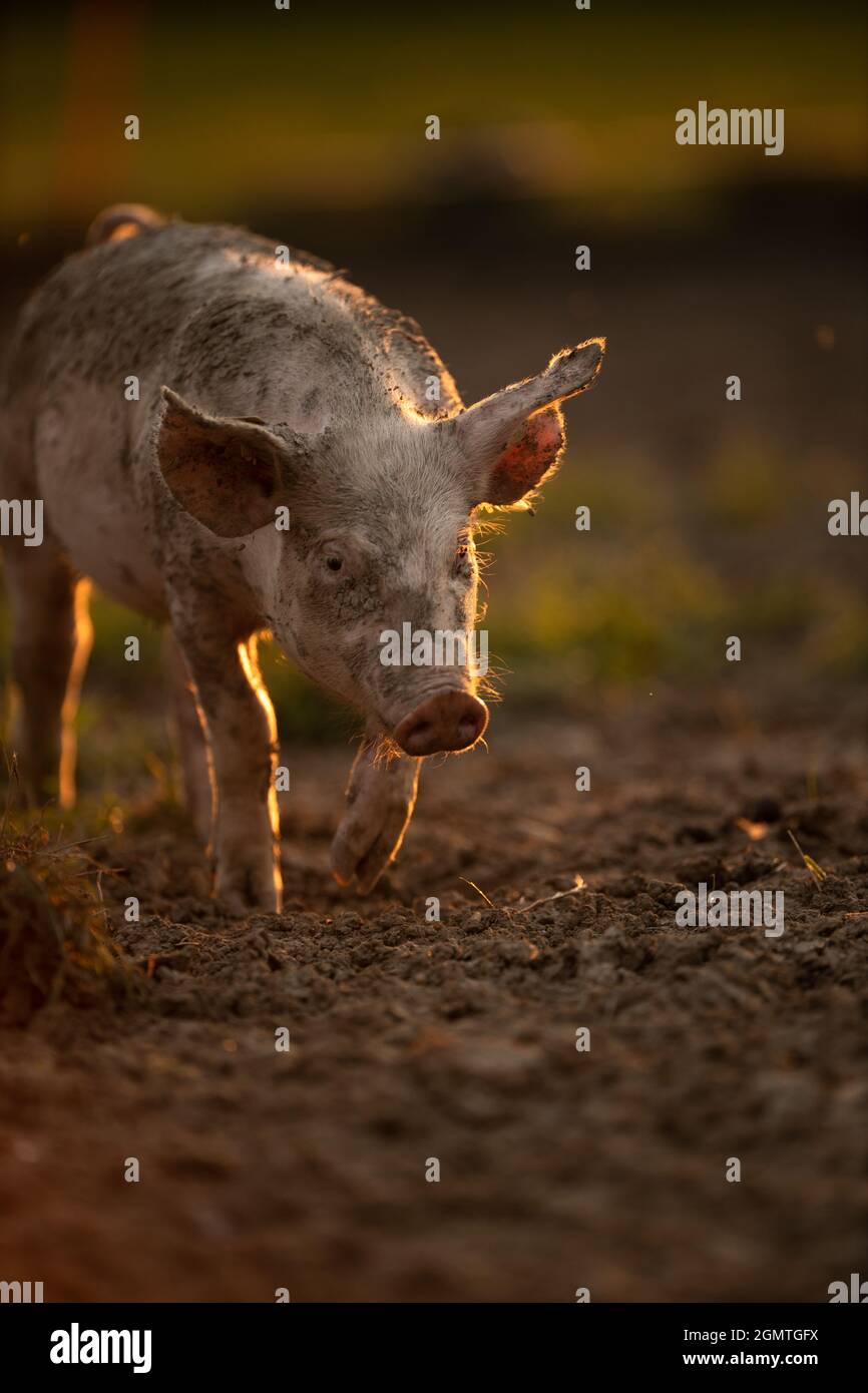 Pigs eating on a meadow in an organic meat farm Stock Photo - Alamy