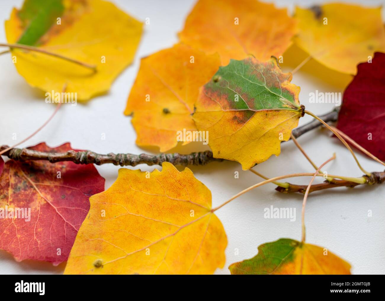 beautiful, colored aspen tree leaves on a light background, autumn ...