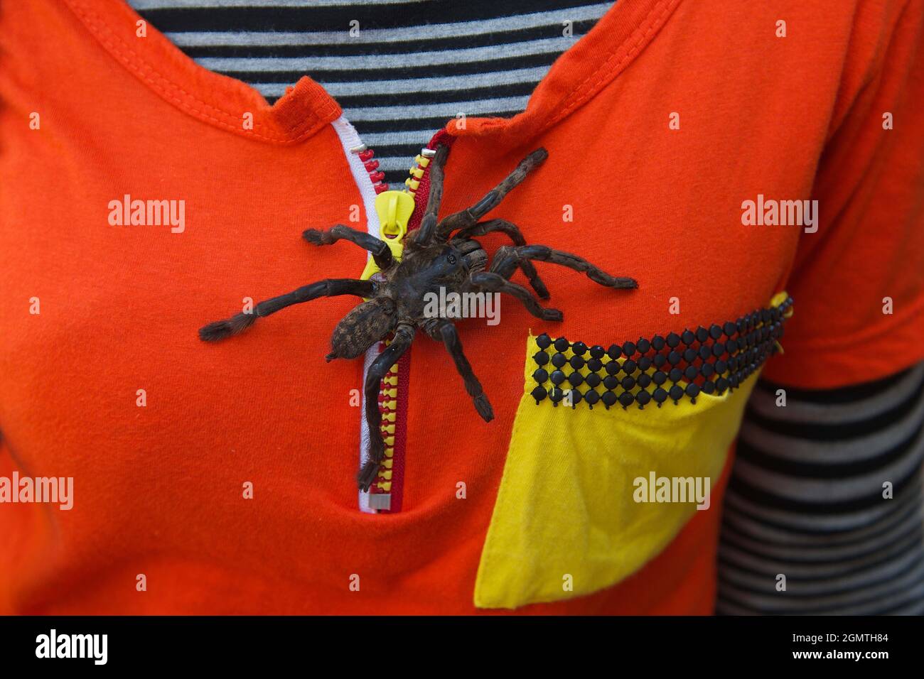 Fried spider hi-res stock photography and images - Alamy