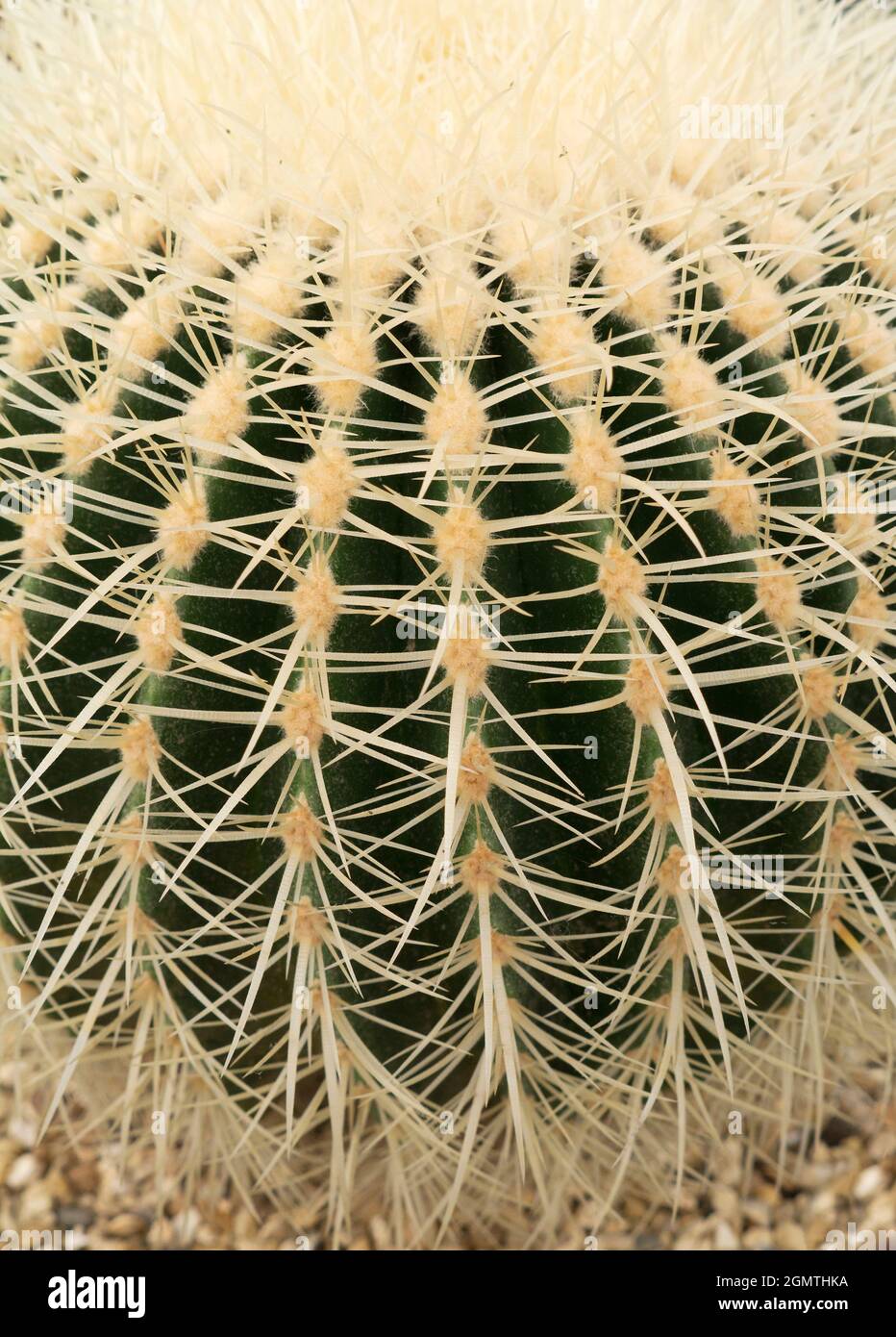 Spiky cactus hi-res stock photography and images - Alamy