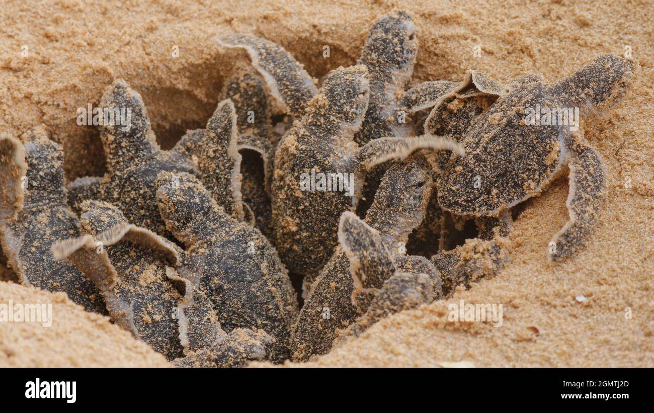 Hatching baby sea turtles egg hi-res stock photography and images - Alamy