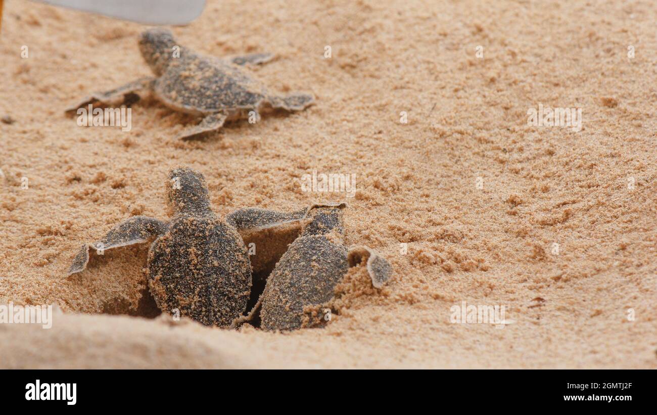 Hatching baby sea turtles egg hi-res stock photography and images - Alamy