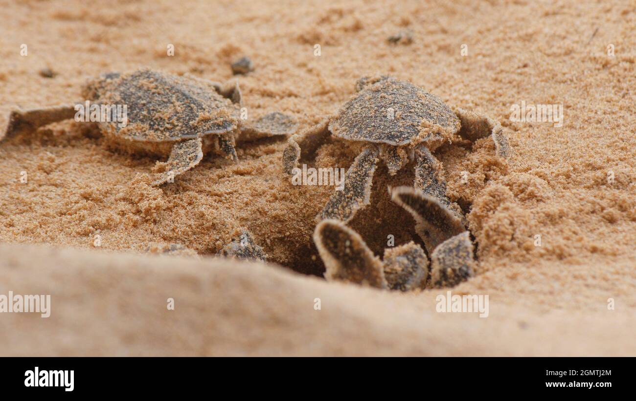 Hatching baby sea turtles egg hi-res stock photography and images - Alamy