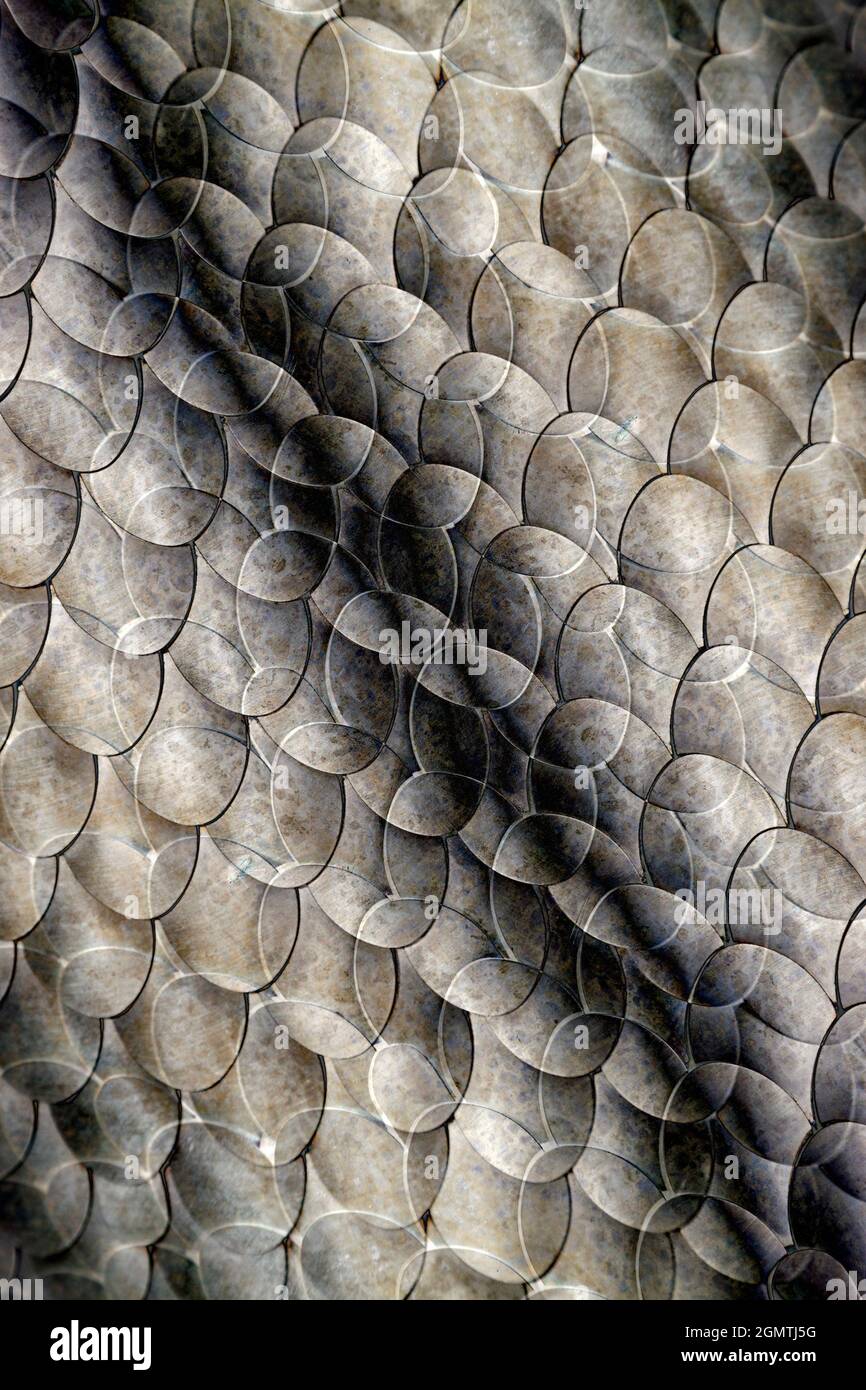 Domestic fish hi-res stock photography and images - Alamy