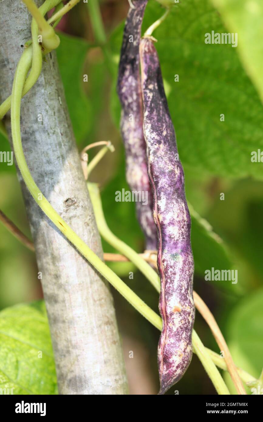 French climbing bean Phaseolus vulgaris ' District Nurse ' variety ...