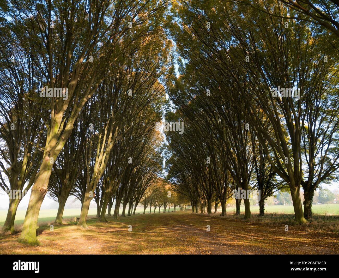 Arbour uk hi-res stock photography and images - Alamy