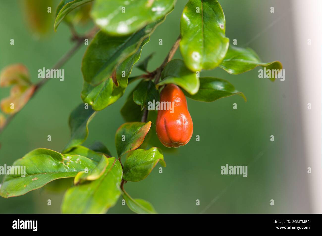 Pomegranate Tree provence / Punica granatum Stock Photo - Alamy