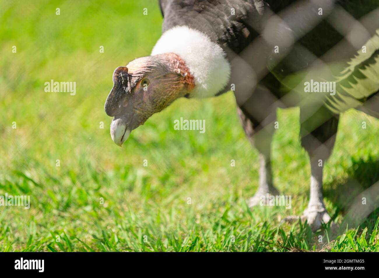 andean condor, vultur gryphus, in his cage in a zoo. Bird in captivity ...