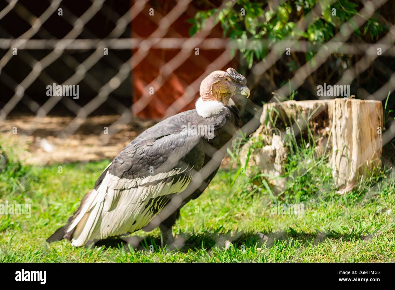 andean condor, vultur gryphus, in his cage in a zoo. Bird in captivity ...