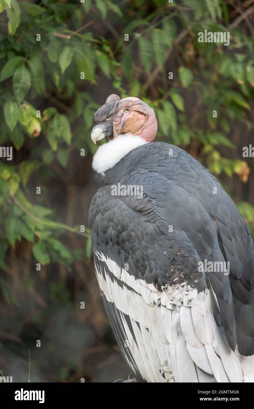 andean condor, vultur gryphus, in his cage in a zoo. Bird in captivity ...