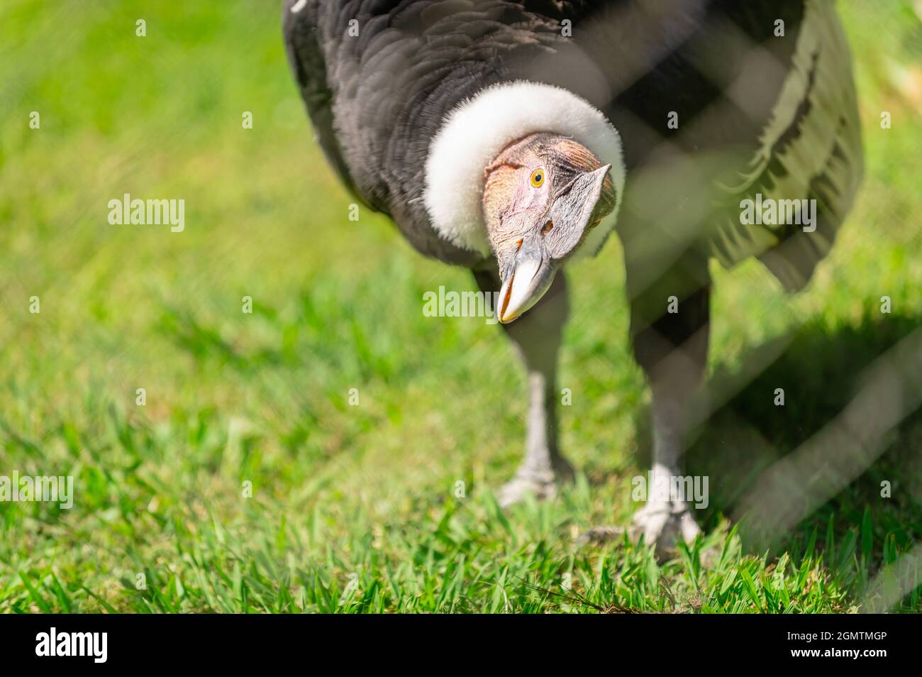 andean condor, vultur gryphus, in his cage in a zoo. Bird in captivity ...