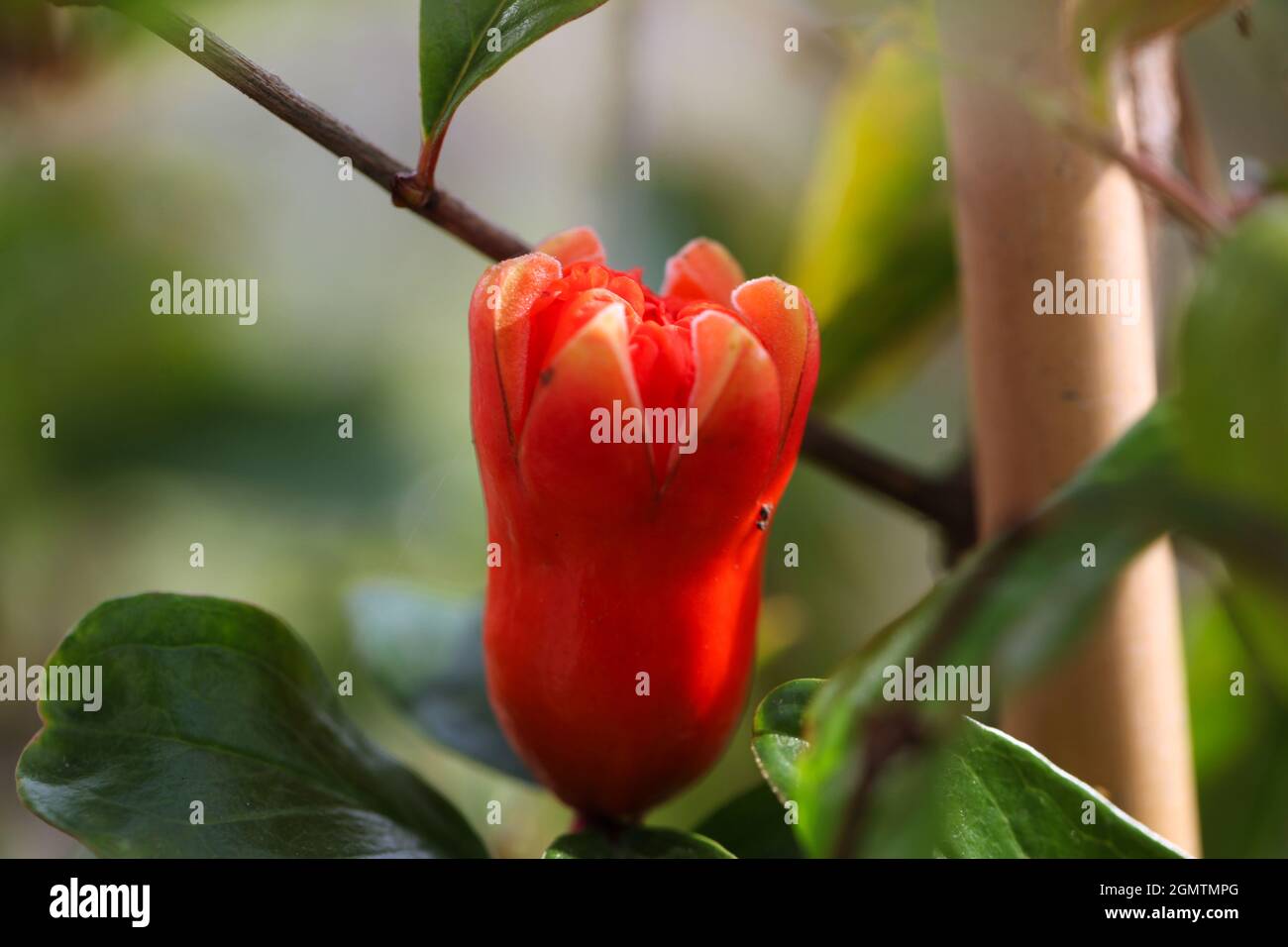 Pomegranate Tree provence ( Punica granatum Stock Photo - Alamy