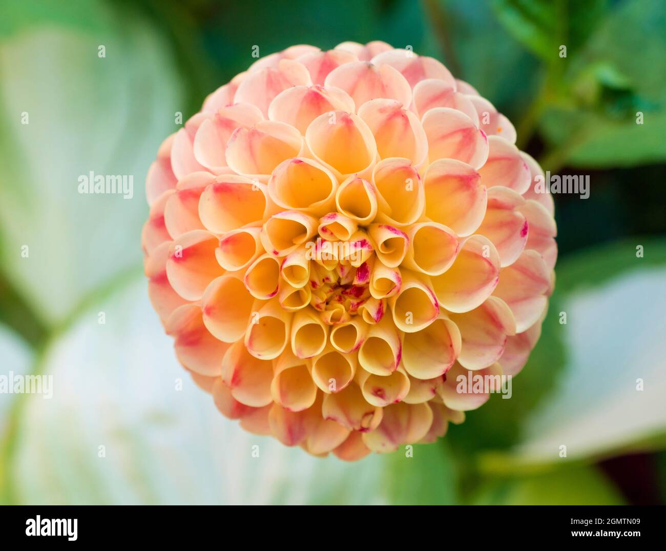 Radley, Oxfordshire, England - 29 August 2018 Dahlias put on a fine ...
