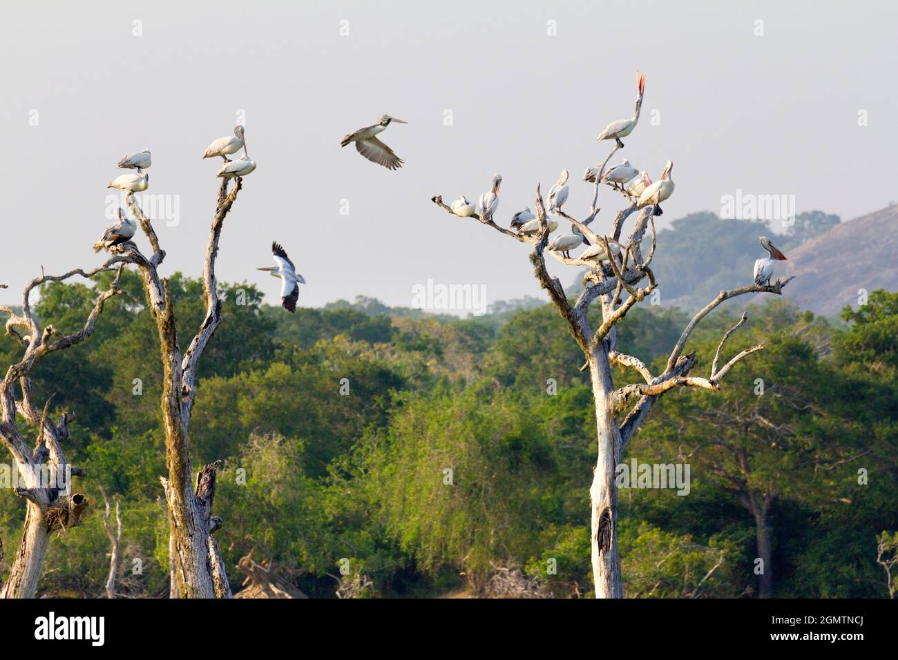 Yala National Park - Sri Lanka - 14 February 2014; Yala National Park ...