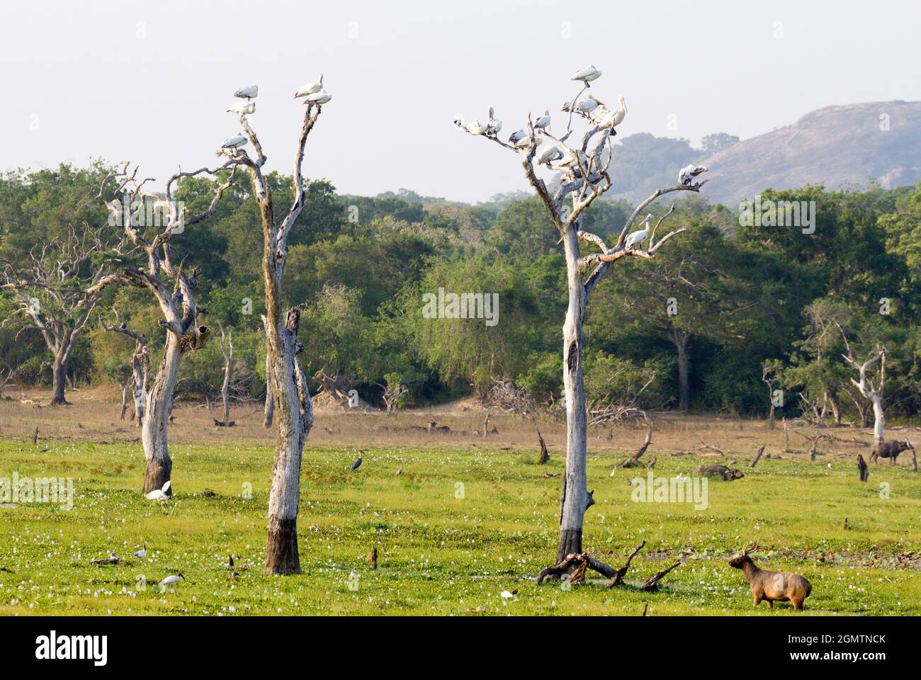 Yala National Park - Sri Lanka - 14 February 2014; Yala National Park ...