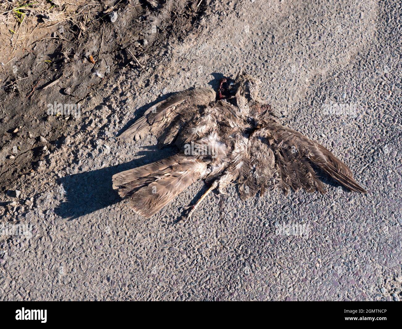Squashed bird hi-res stock photography and images - Alamy