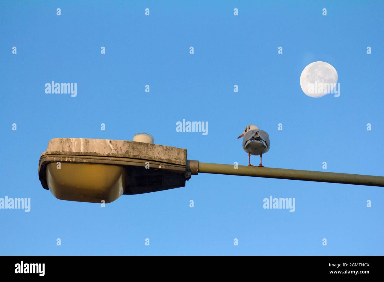 Seagull Feet High Resolution Stock Photography and Images - Alamy