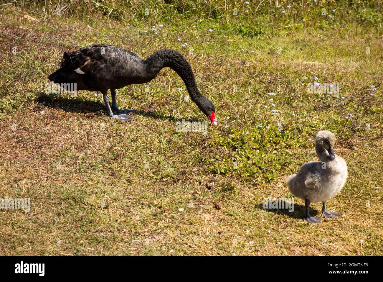 Maymo hi-res stock photography and images - Alamy