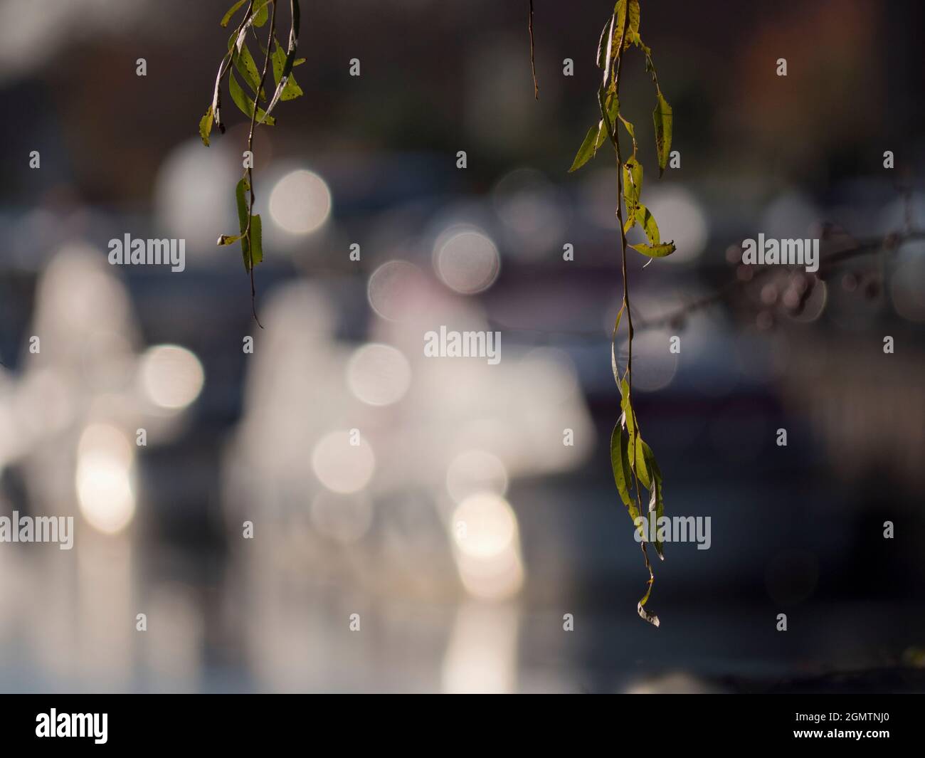 Tree fellas hi-res stock photography and images - Alamy