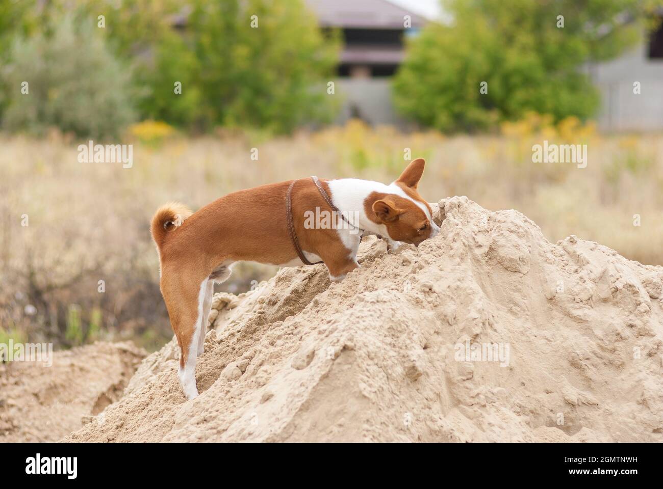 How Do Basenji Hunt