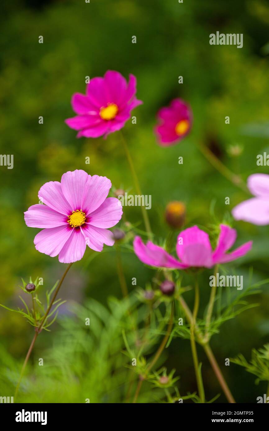 September flowers hi-res stock photography and images - Alamy