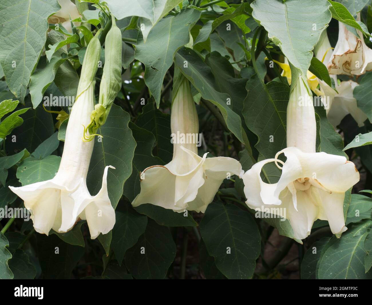 Angel trumpet flower hi-res stock photography and images - Alamy