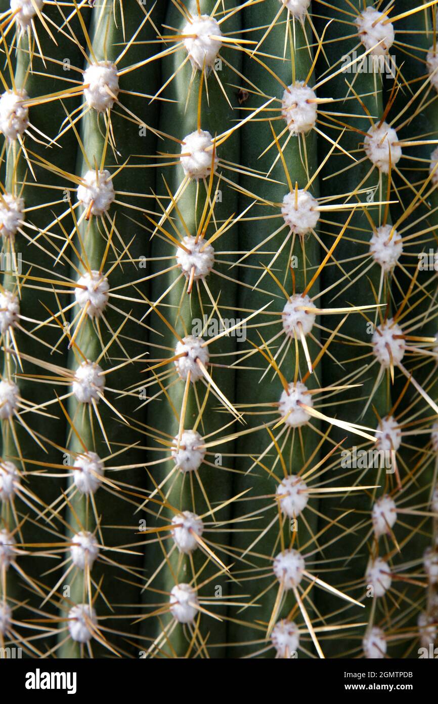 Aggressive spikes on a cactus - one of my house plants in Radley ...