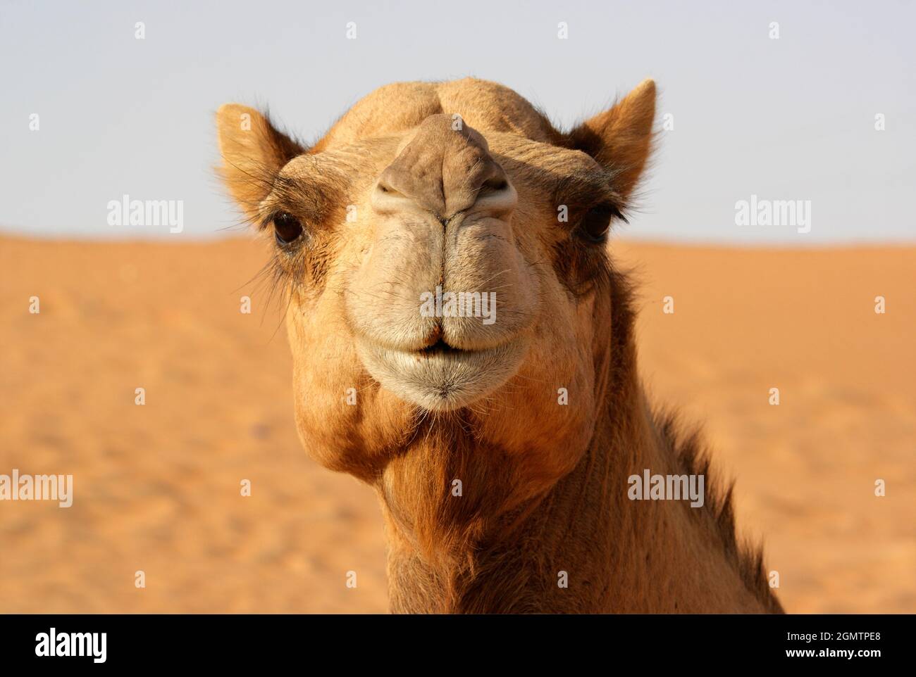 Uae wild animals hi-res stock photography and images - Alamy