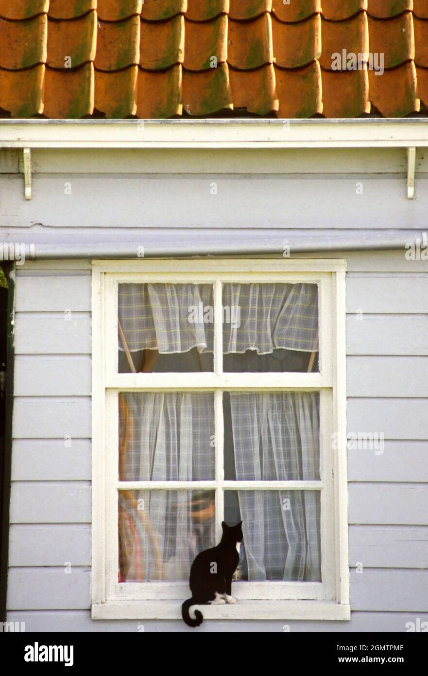 Amsterdam, the Netherlands - 22 May 1997; It's a cat. It's waiting by a ...