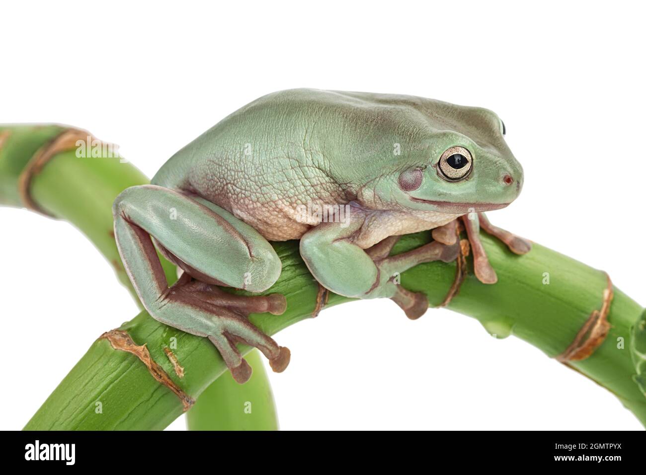 Dumpy frog hi-res stock photography and images - Alamy
