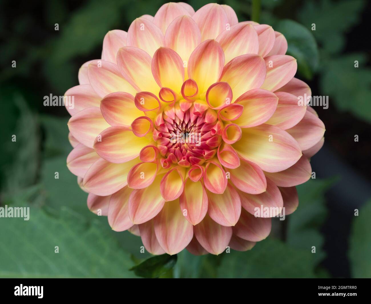 Radley, Oxfordshire, England - 17 July 2020 Dahlias put on a fine show ...