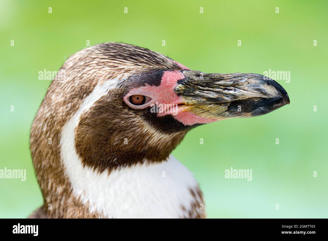 Burford, Oxfordshire, UK - July 2011; A young Humboldt Penguin sunning ...