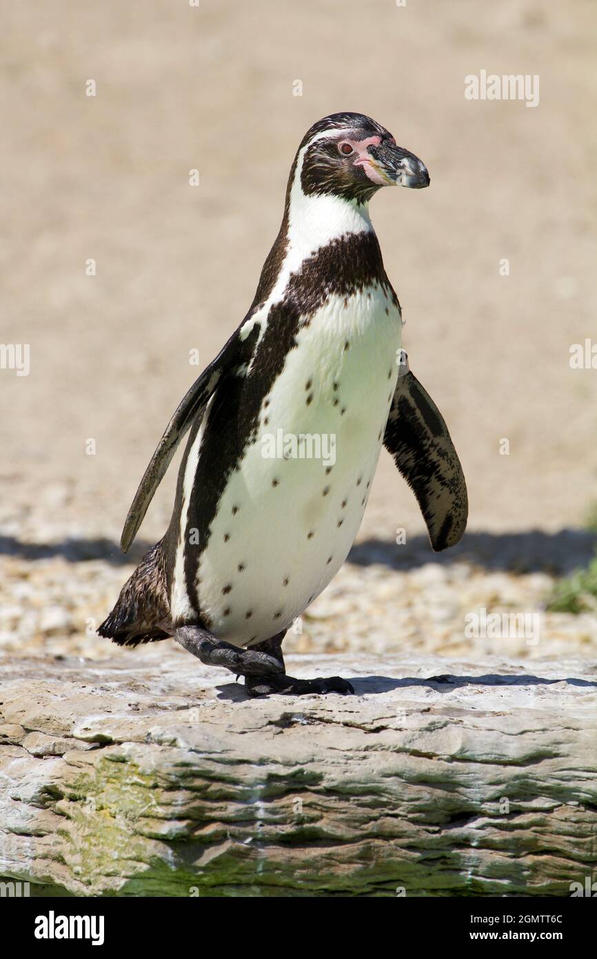 Walkming hi-res stock photography and images - Alamy